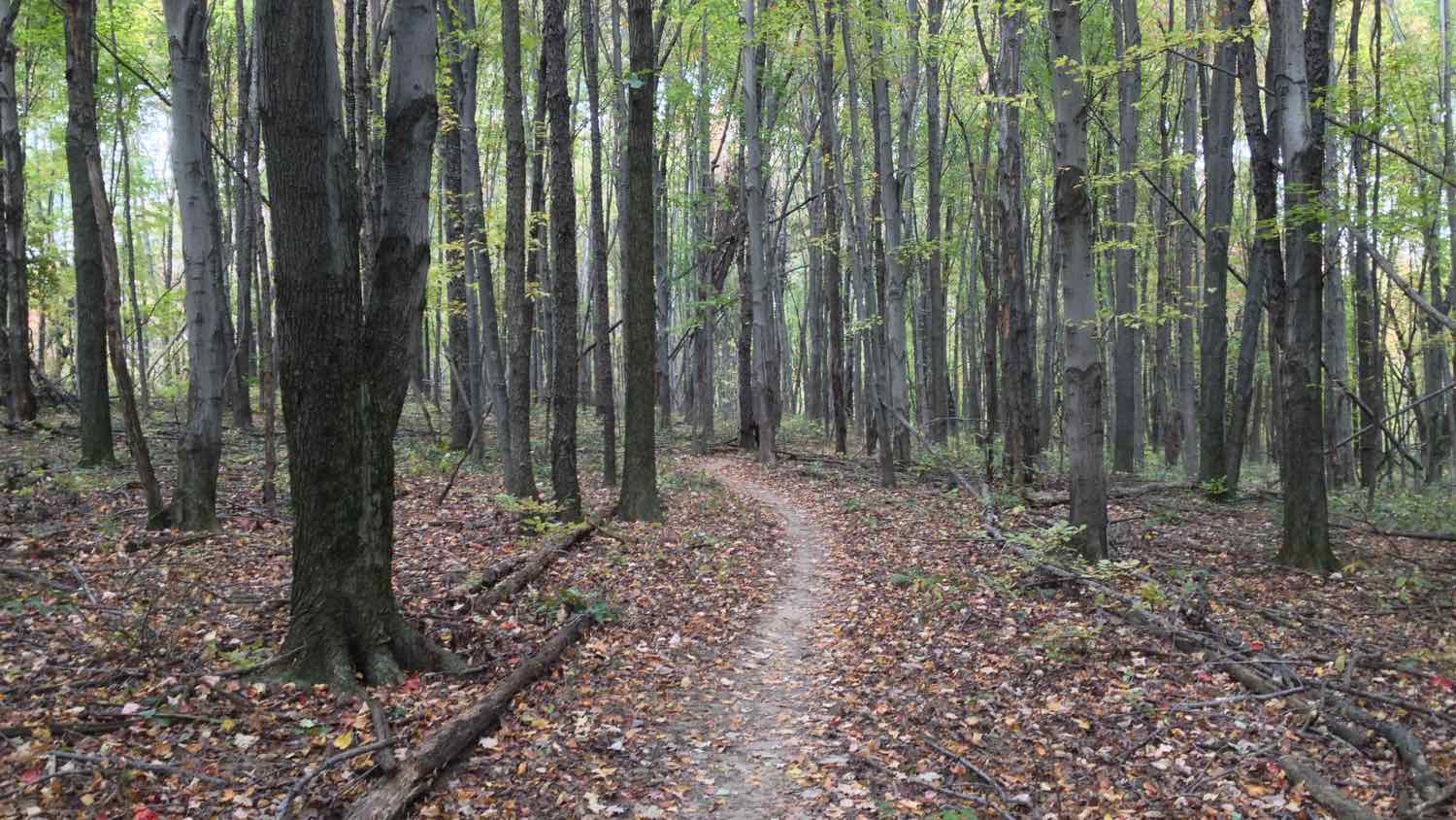 Chestnut Ridge Metro Park